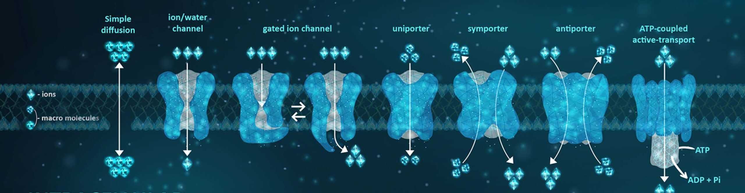 Ion Channel Readers – Scienze